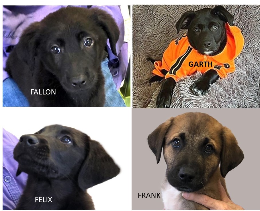 Fallon, Garth, Felix And Frank Are NCCR Dogs Of The Week | News, Sports ...